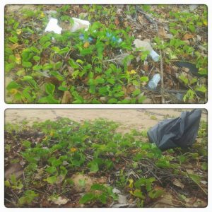 Volunteering at the Juara Turtle Project, Tioman Island - Malaysia ...