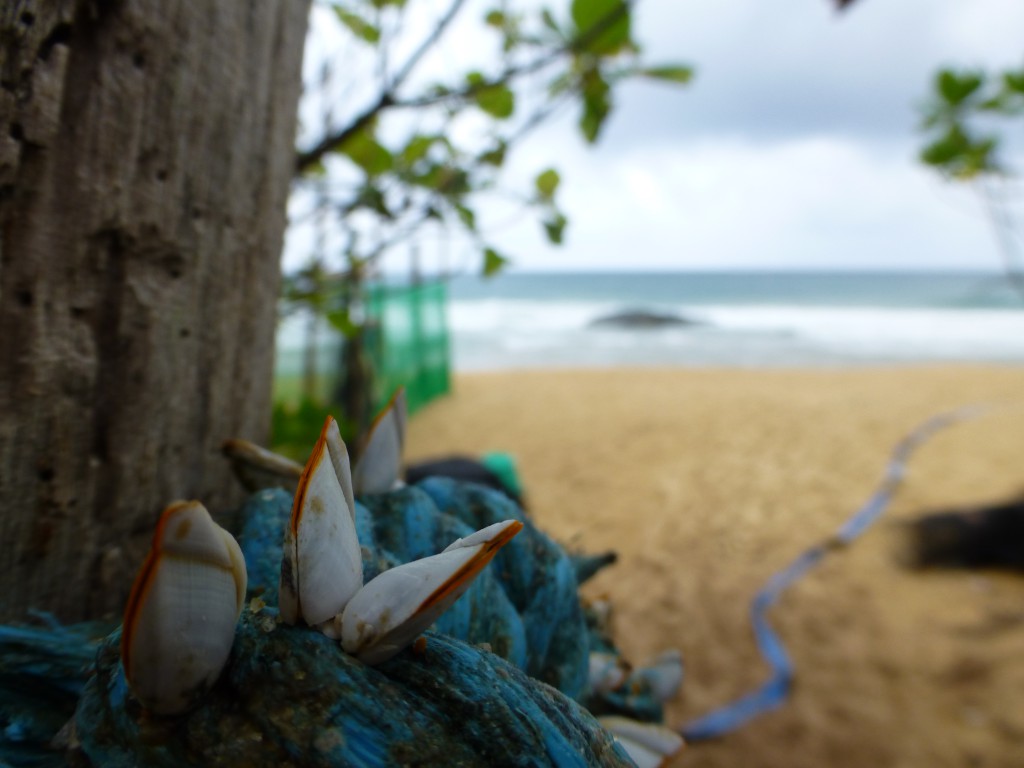Volunteering at the Juara Turtle Project, Tioman Island - Malaysia ...