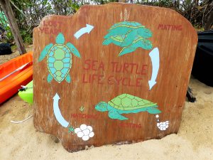 Volunteering at the Juara Turtle Project, Tioman Island - Malaysia ...
