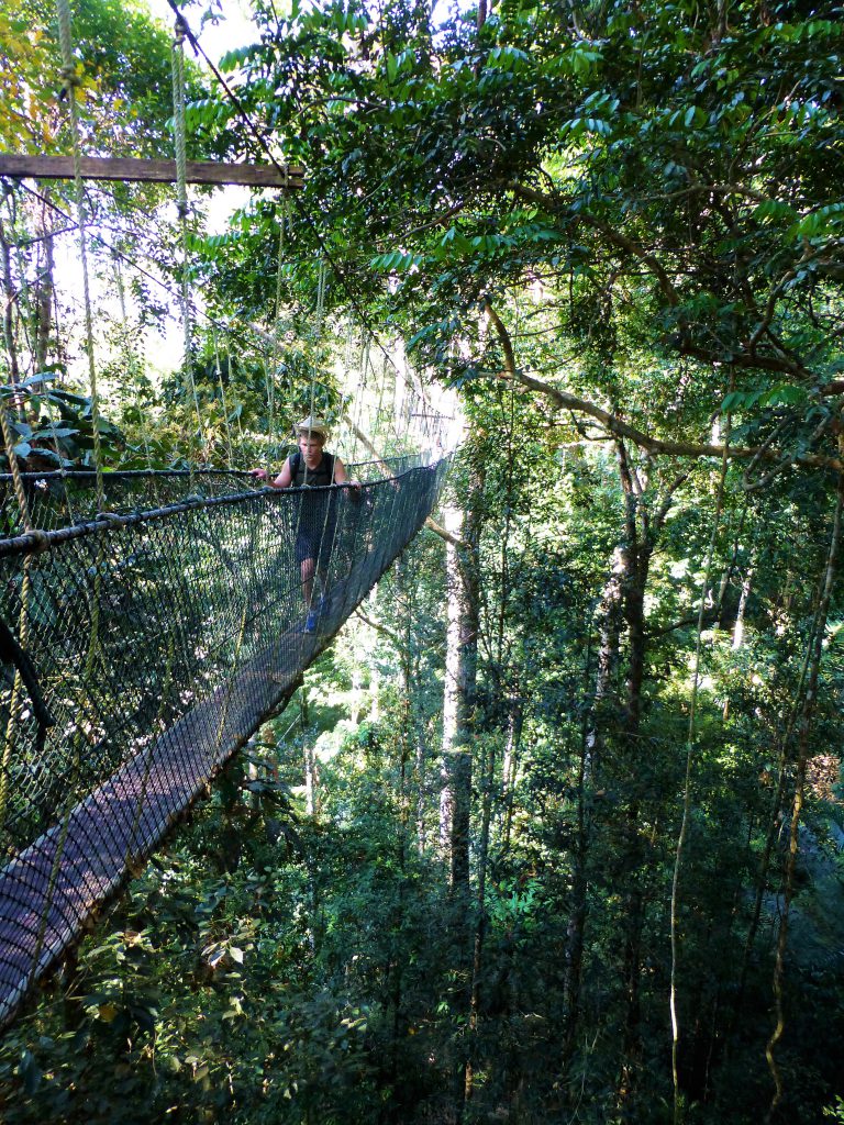 The Canopy Walkway in the Taman Negara, Malaysia - Safe and Healthy Travel