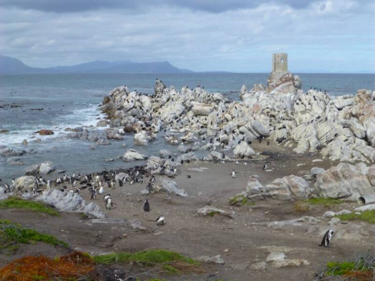 The Penguins of Betty's Bay - South Africa