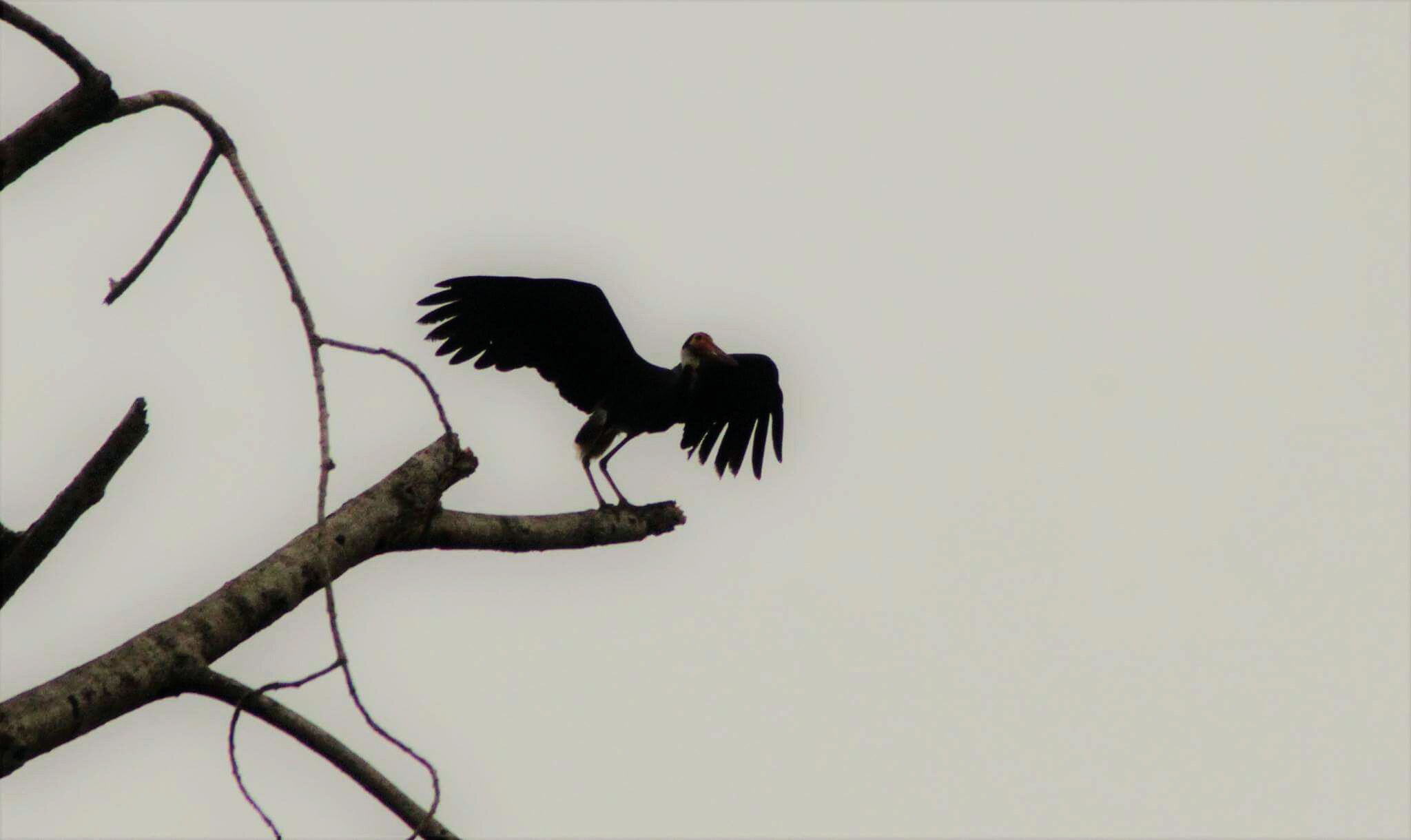 Jungle of Kinabatangan: A Journey through the Biodiversity of Borneo ...