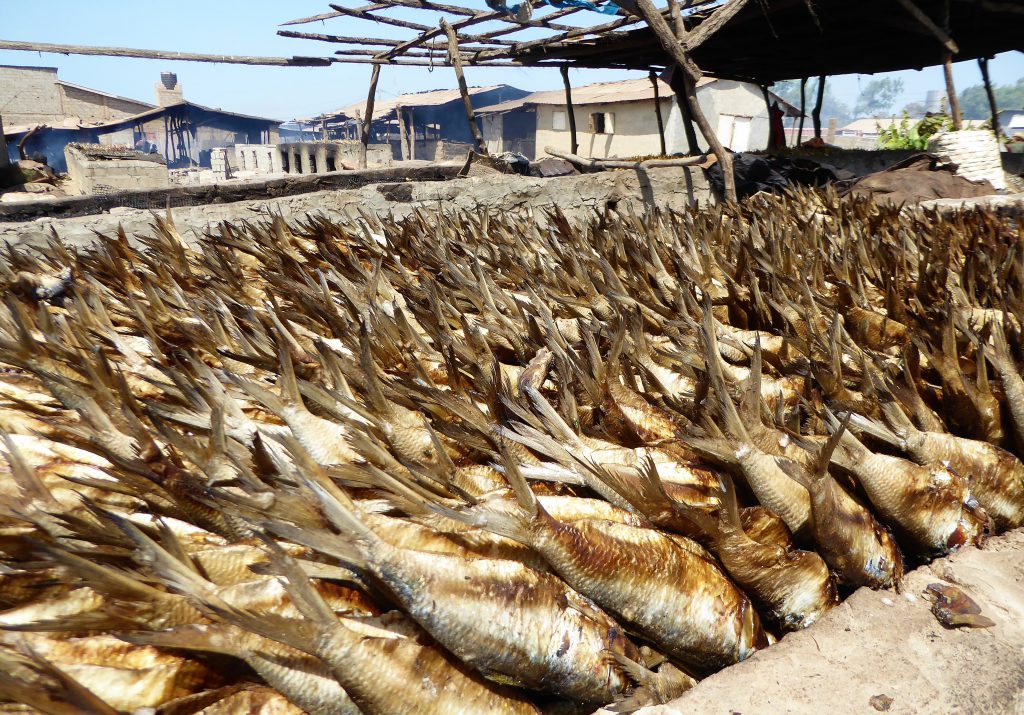Cycling to the fish of Tanji - The Gambia - Safe and Healthy Travel