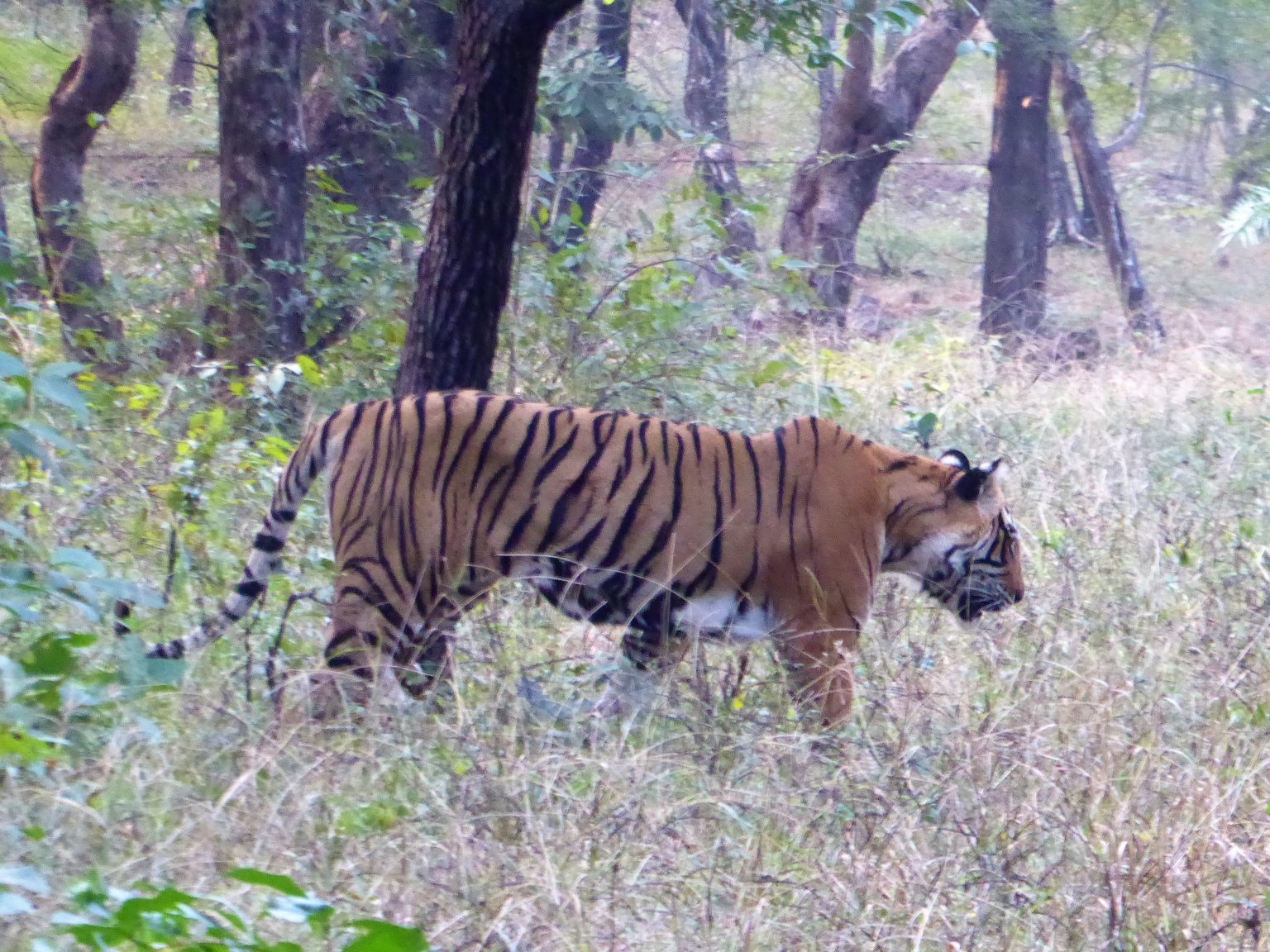 The Best Place for Tiger Spotting in India - Ranthambore NP - Safe and ...