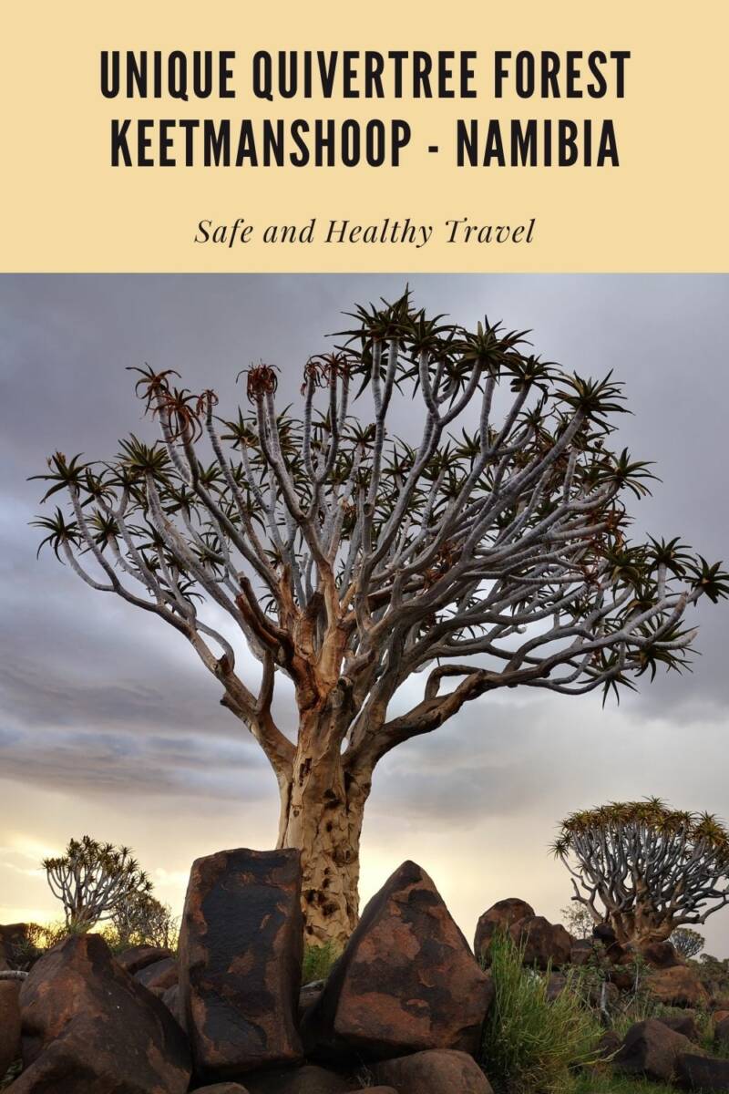 Visit the Unique Quivertree Forest and Giant's Playground ...