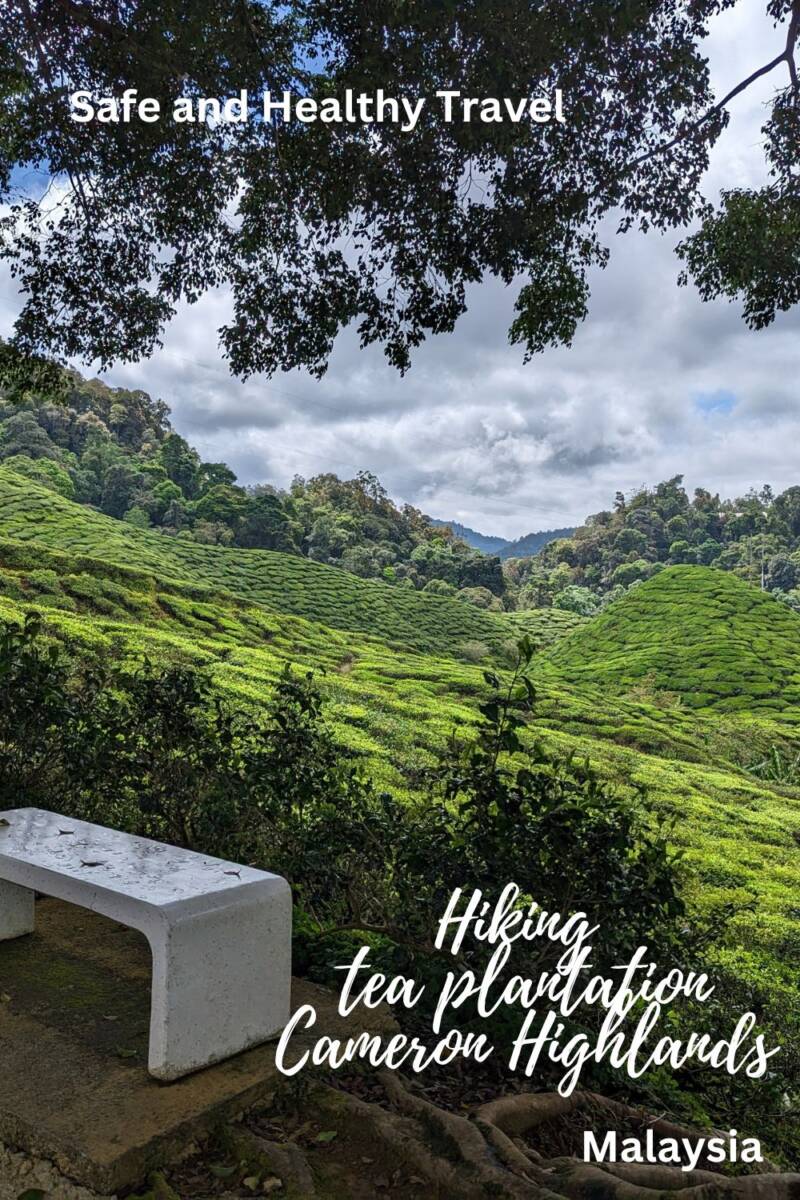 Hiking in the tea plantation of the Cameron Highlands - Malaysia - What ...